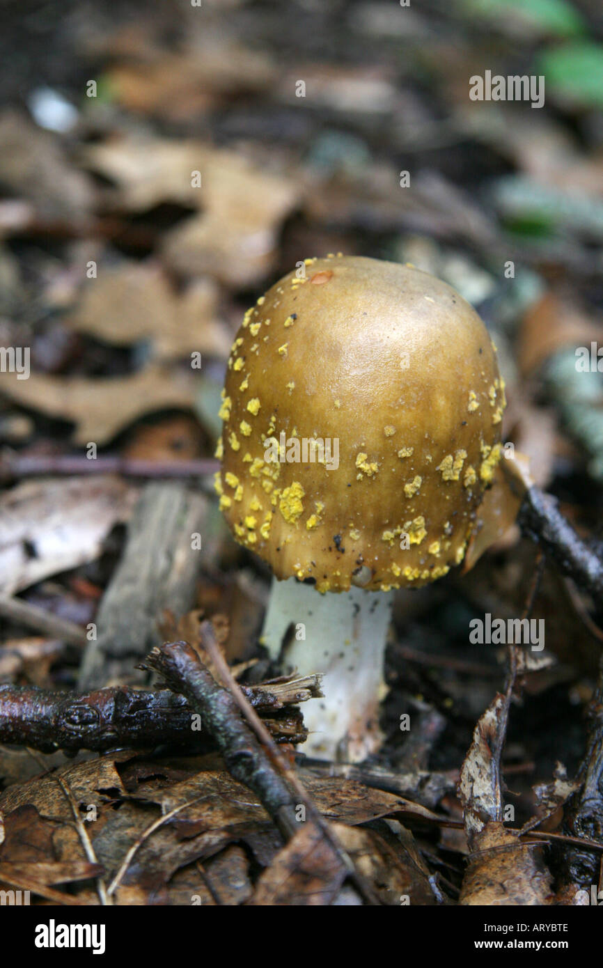 Mushroom on forest floor with decaying leaves and sticks Stock Photo ...