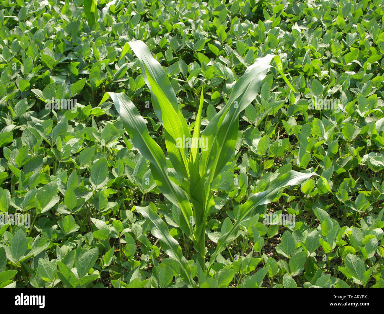 Tall soybeans hi-res stock photography and images - Alamy