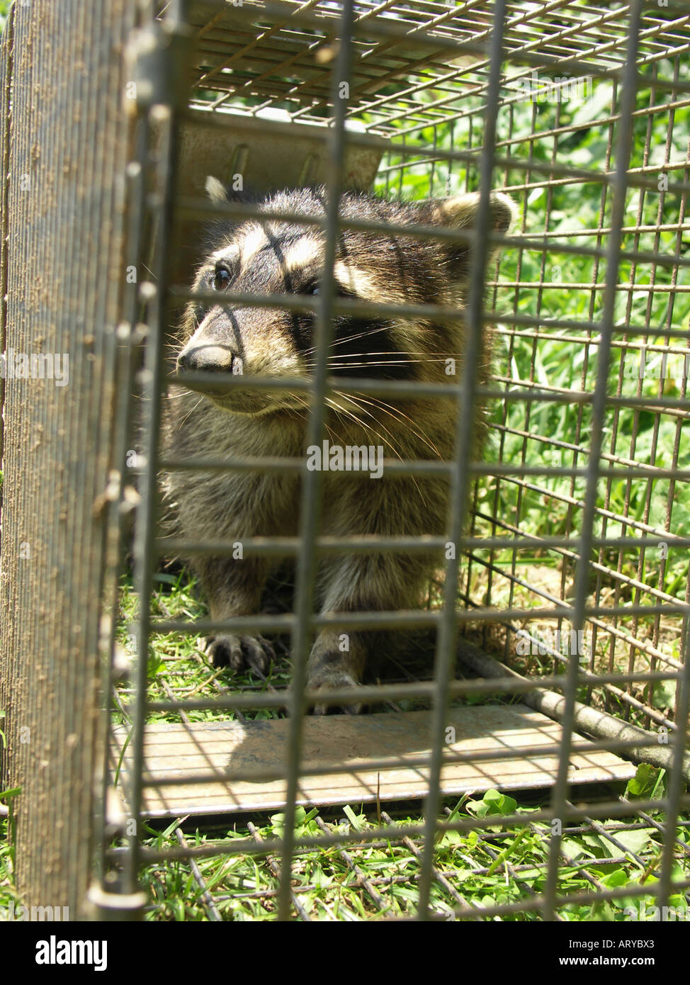 Enclosed trap hi-res stock photography and images - Alamy