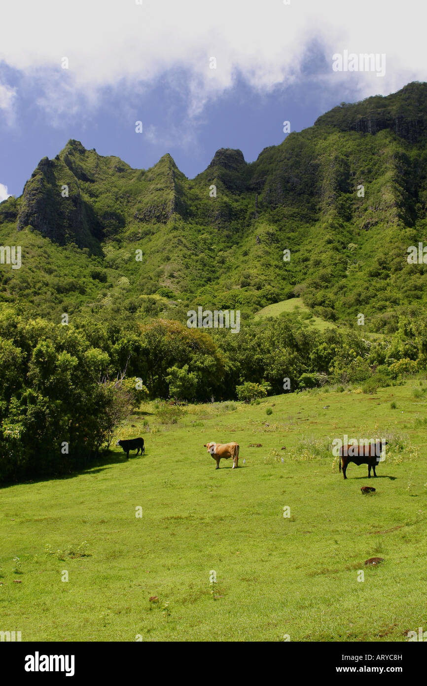 Cattle ranching hawaii hi-res stock photography and images - Alamy