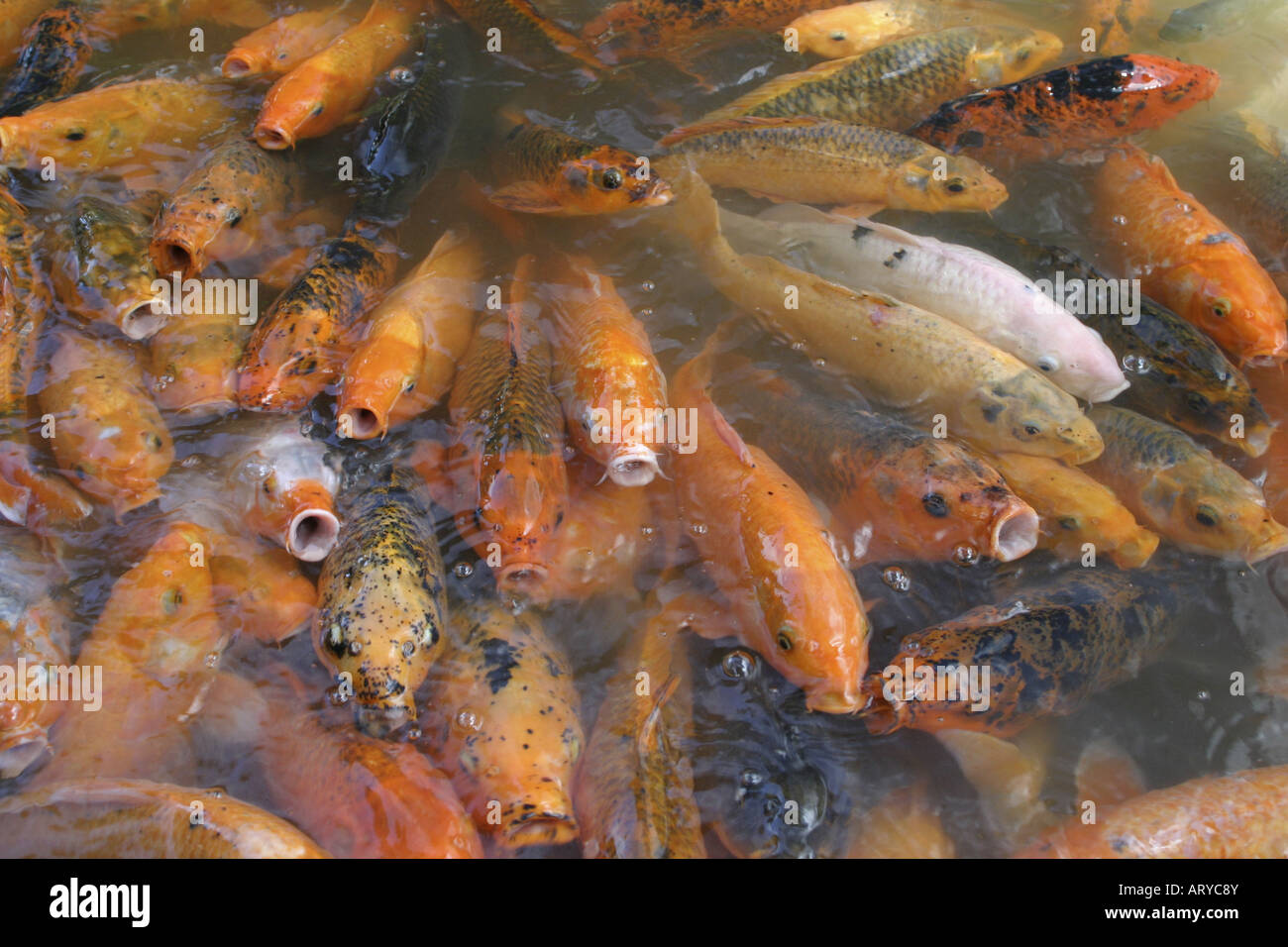 Member carp family fishes prized decorative hi-res stock photography ...