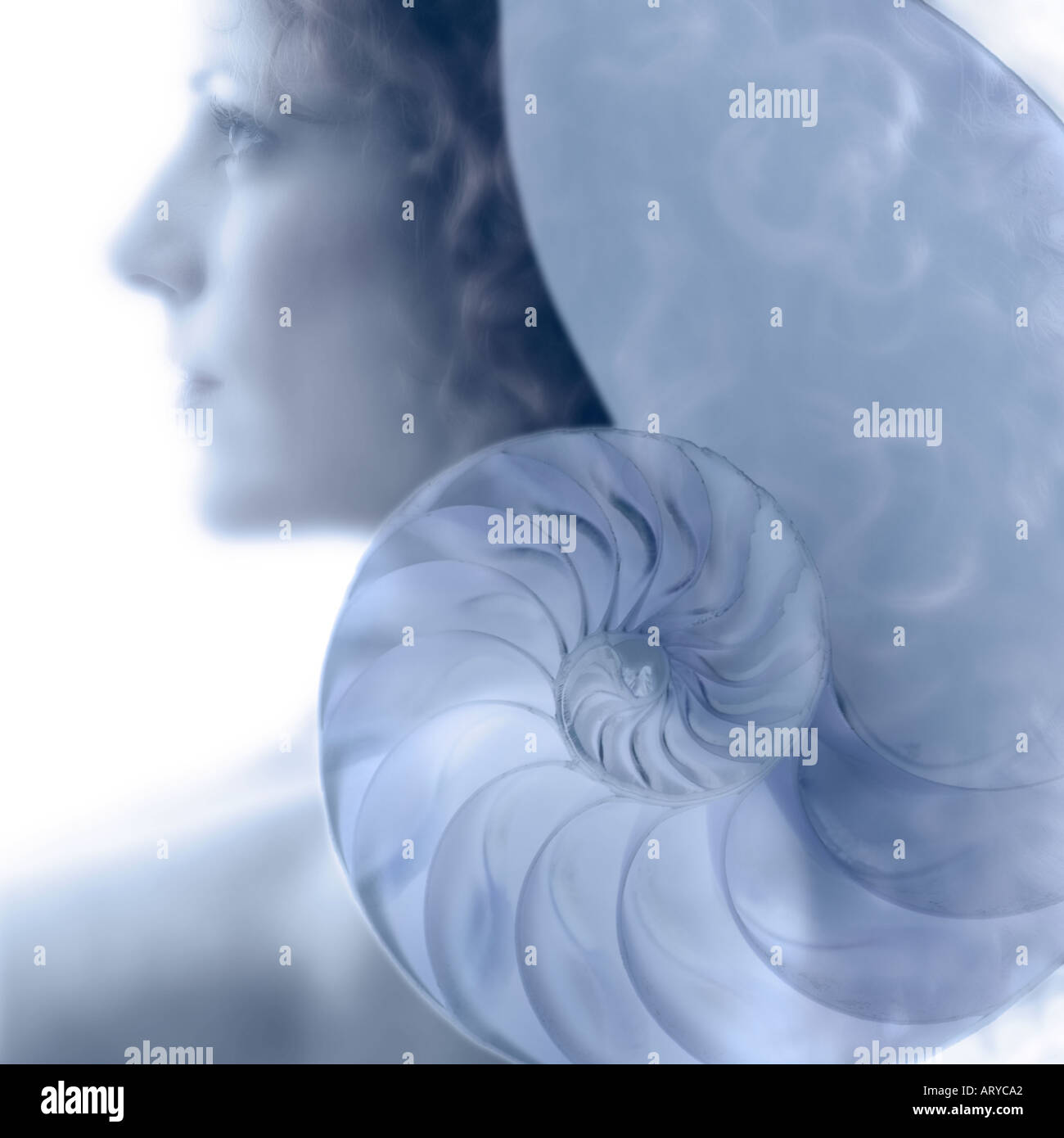 The nautilus hi-res stock photography and images - Alamy