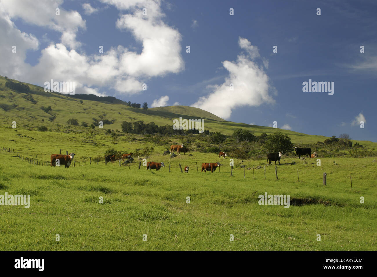 Cattle ranching hawaii hi-res stock photography and images - Alamy