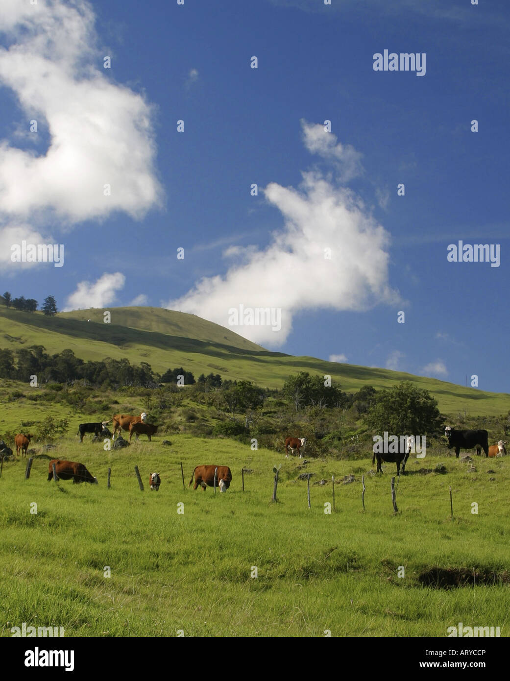 Cattle ranching hawaii hi-res stock photography and images - Alamy