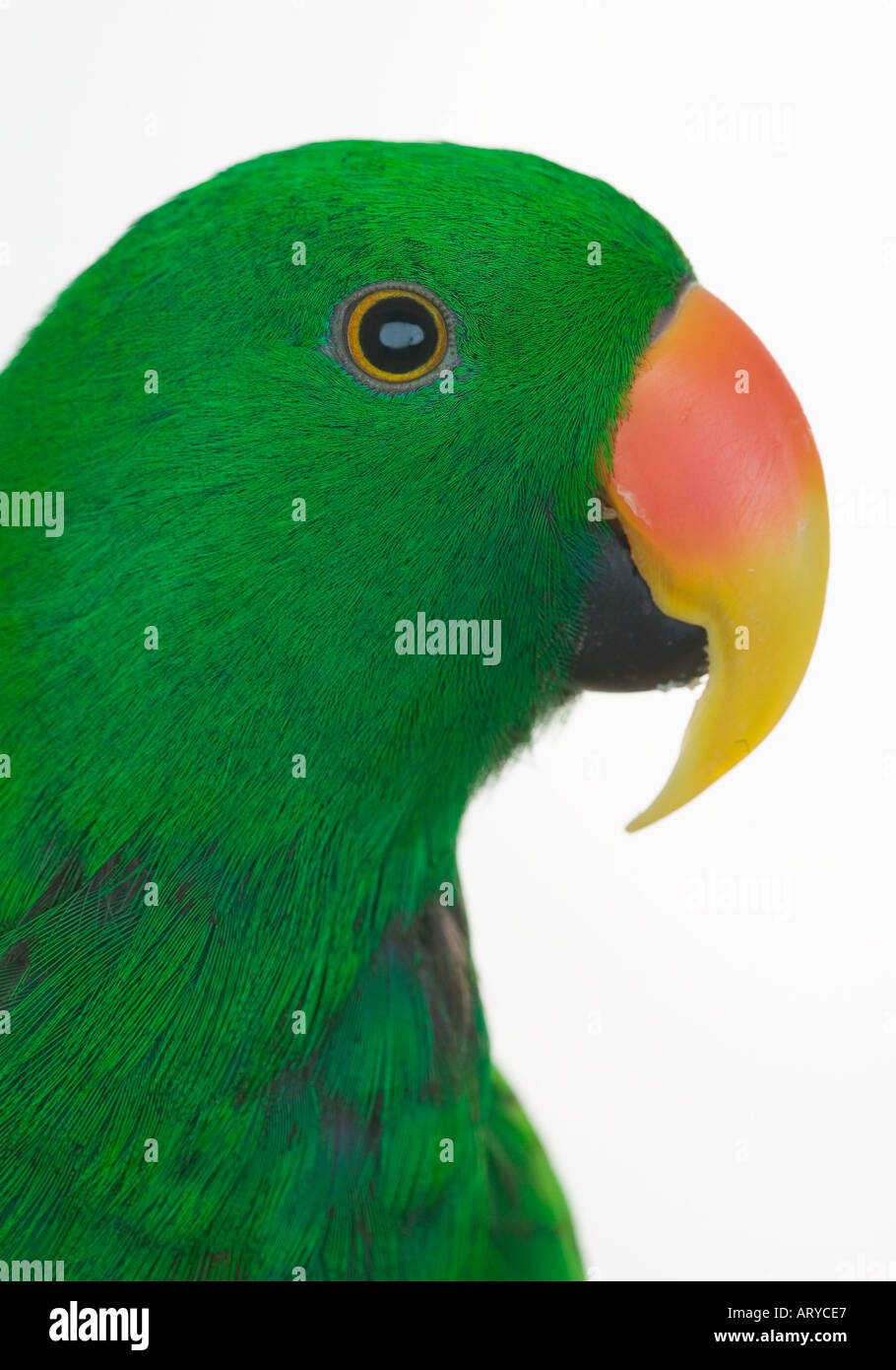 Bird profile head hi-res stock photography and images - Alamy