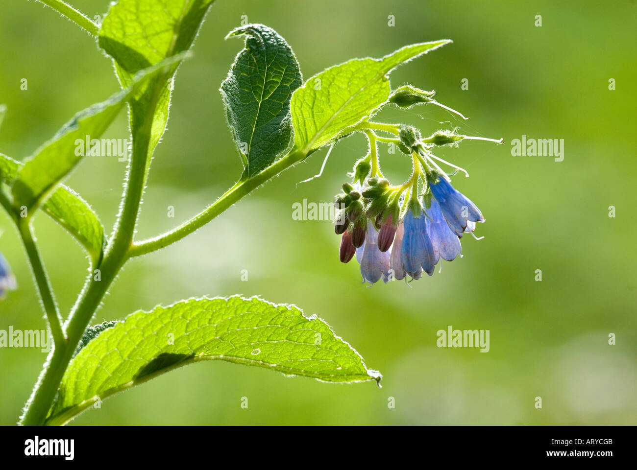 Knitbone hi-res stock photography and images - Alamy