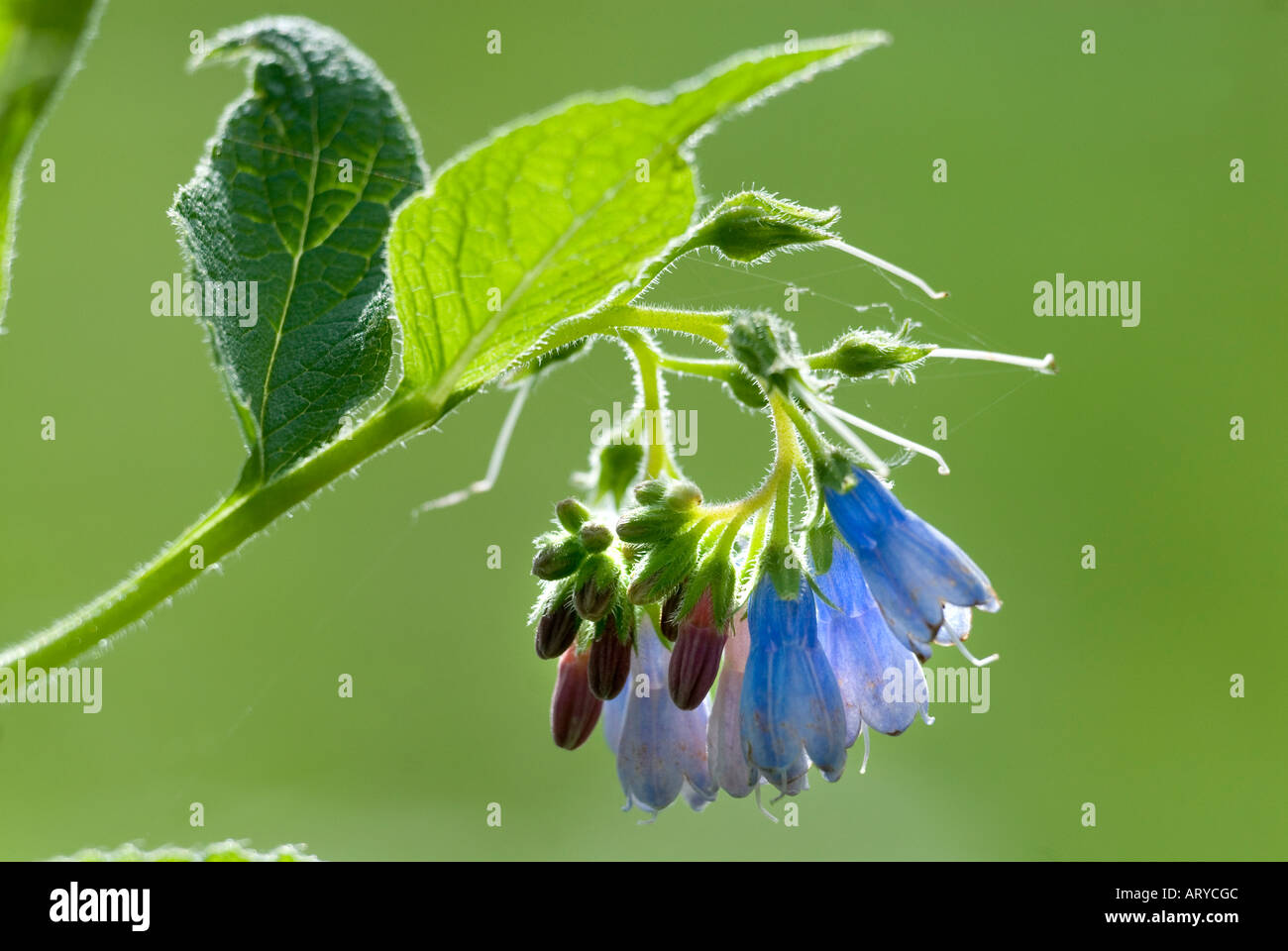 Comfrey, also known as Knitbone, Woundwort, Healherb, Gum Plant, All ...