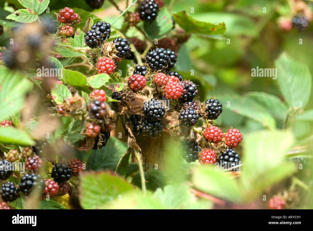 Blackberries ready for harvest in hedgerow in English countryside Stock ...