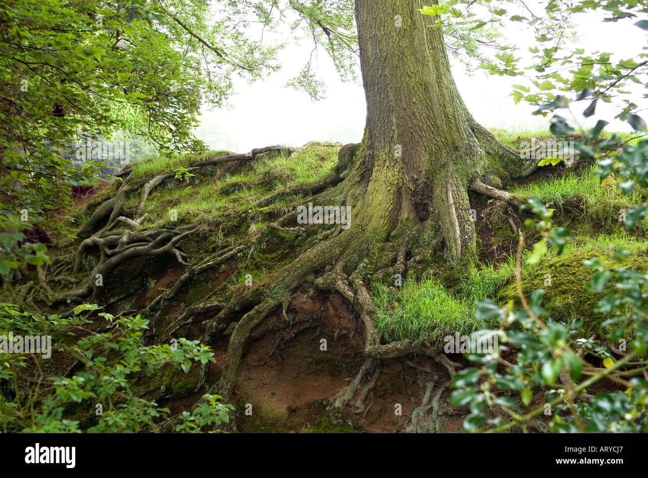 Oak Root On The Lookout For Oak Wilt | Extension