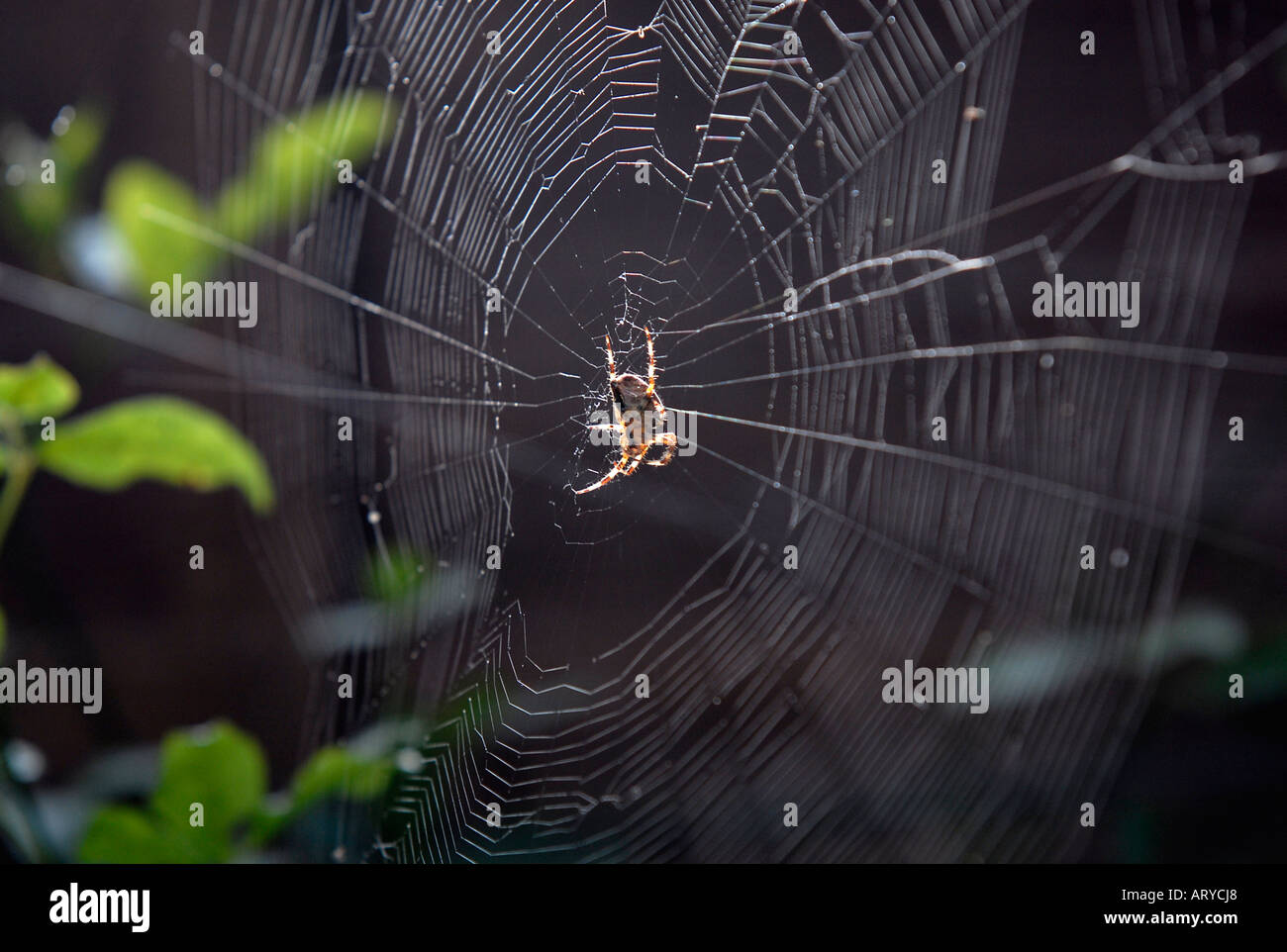Garden spider web hi-res stock photography and images - Alamy