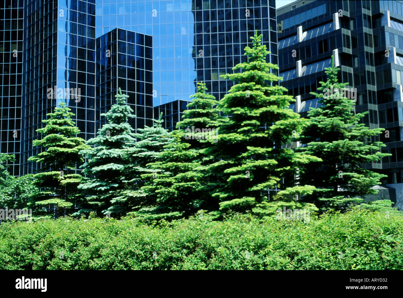 pine trees in downtown Montreal Stock Photo - Alamy
