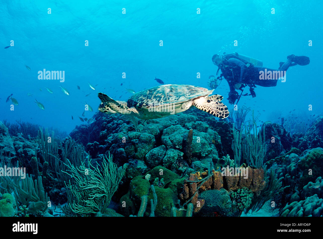 Scuba diver hawksbill sea hi-res stock photography and images - Alamy