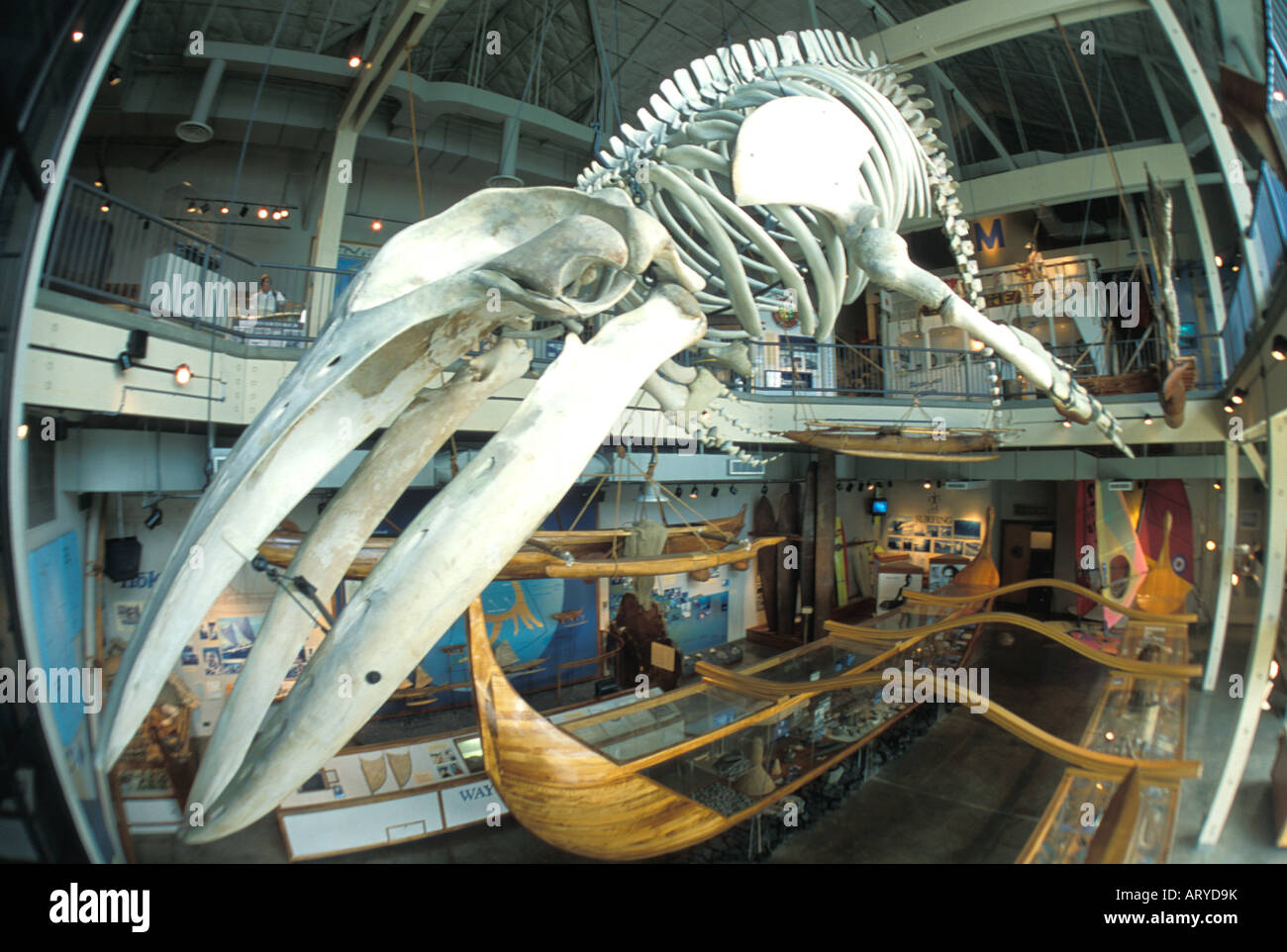 skeleton of a Humpback Whale is one of a variety of historic displays ...