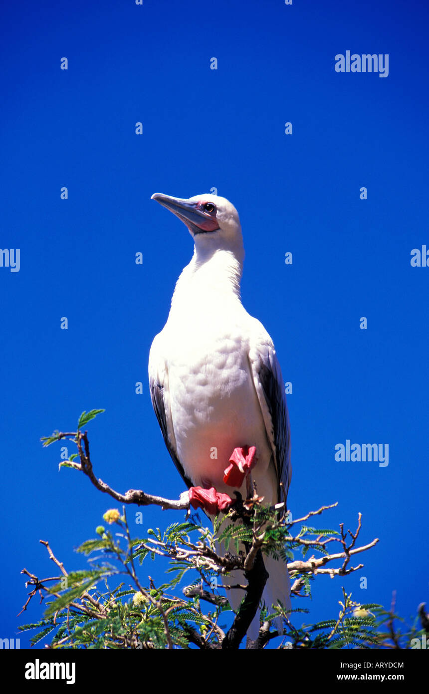 endangeerd Red-footed Booby (Sula sula rubripes) nests in the Ulupa'u ...