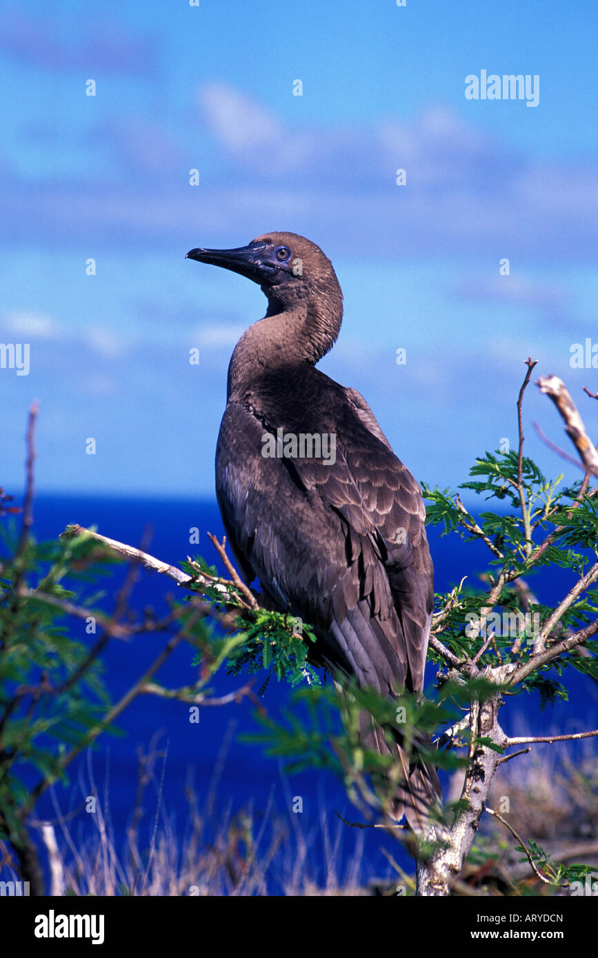 endangeerd Red-footed Booby (Sula sula rubripes) nests in the Ulupa'u ...