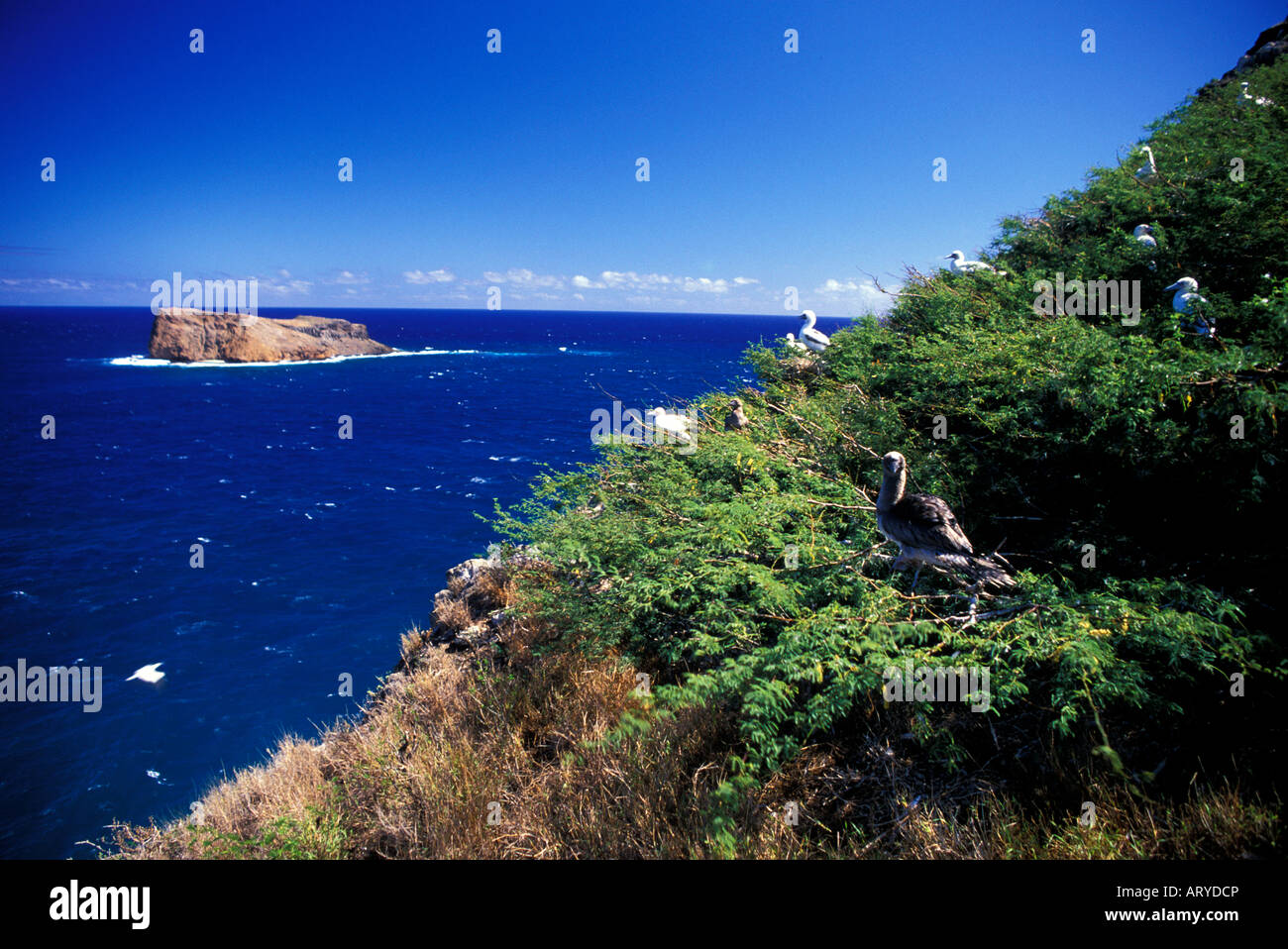 endangeerd Red-footed Booby (Sula sula rubripes) nests in the Ulupa'u ...