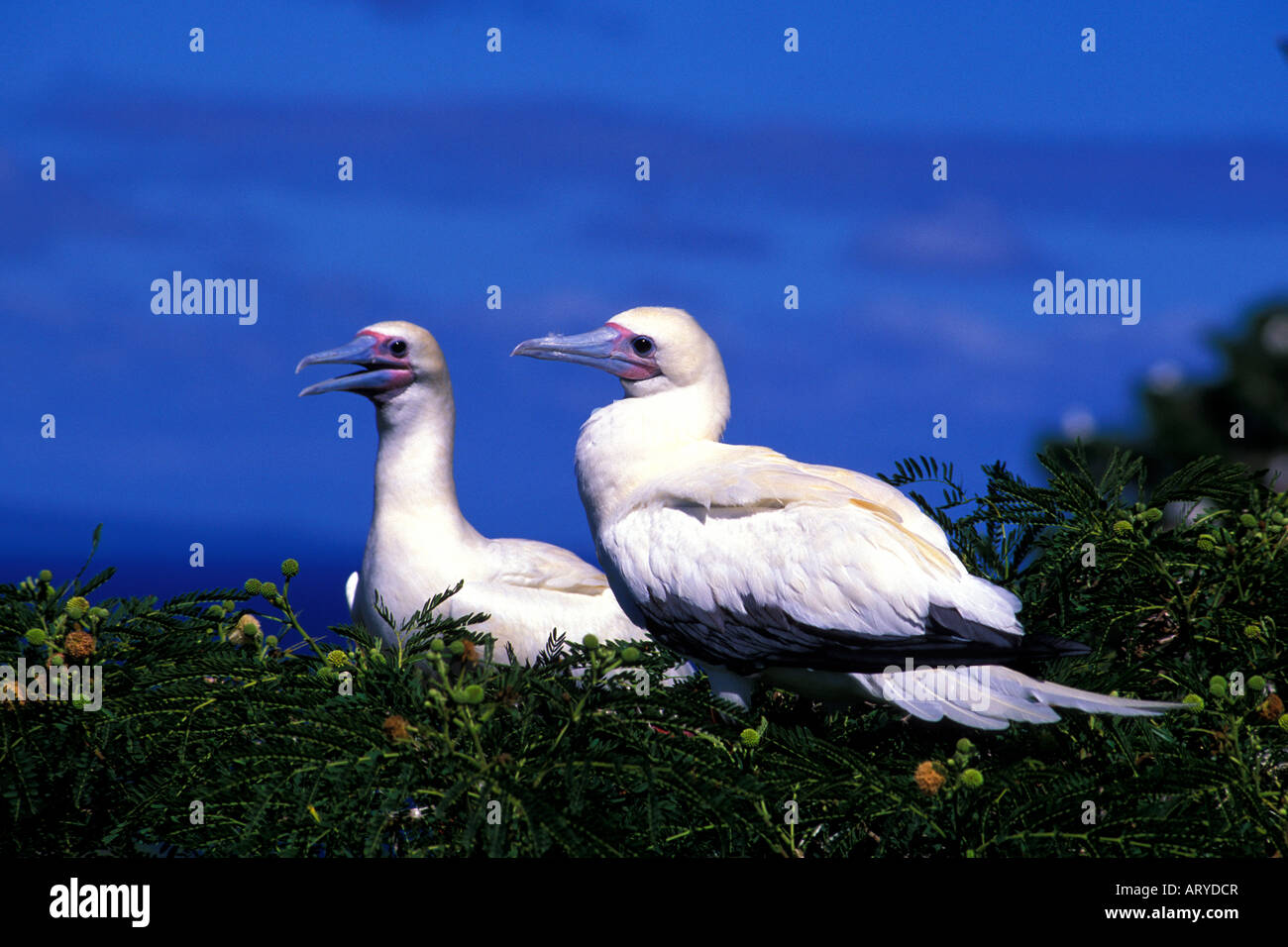 endangeerd Red-footed Booby (Sula sula rubripes) nests in the Ulupa'u ...