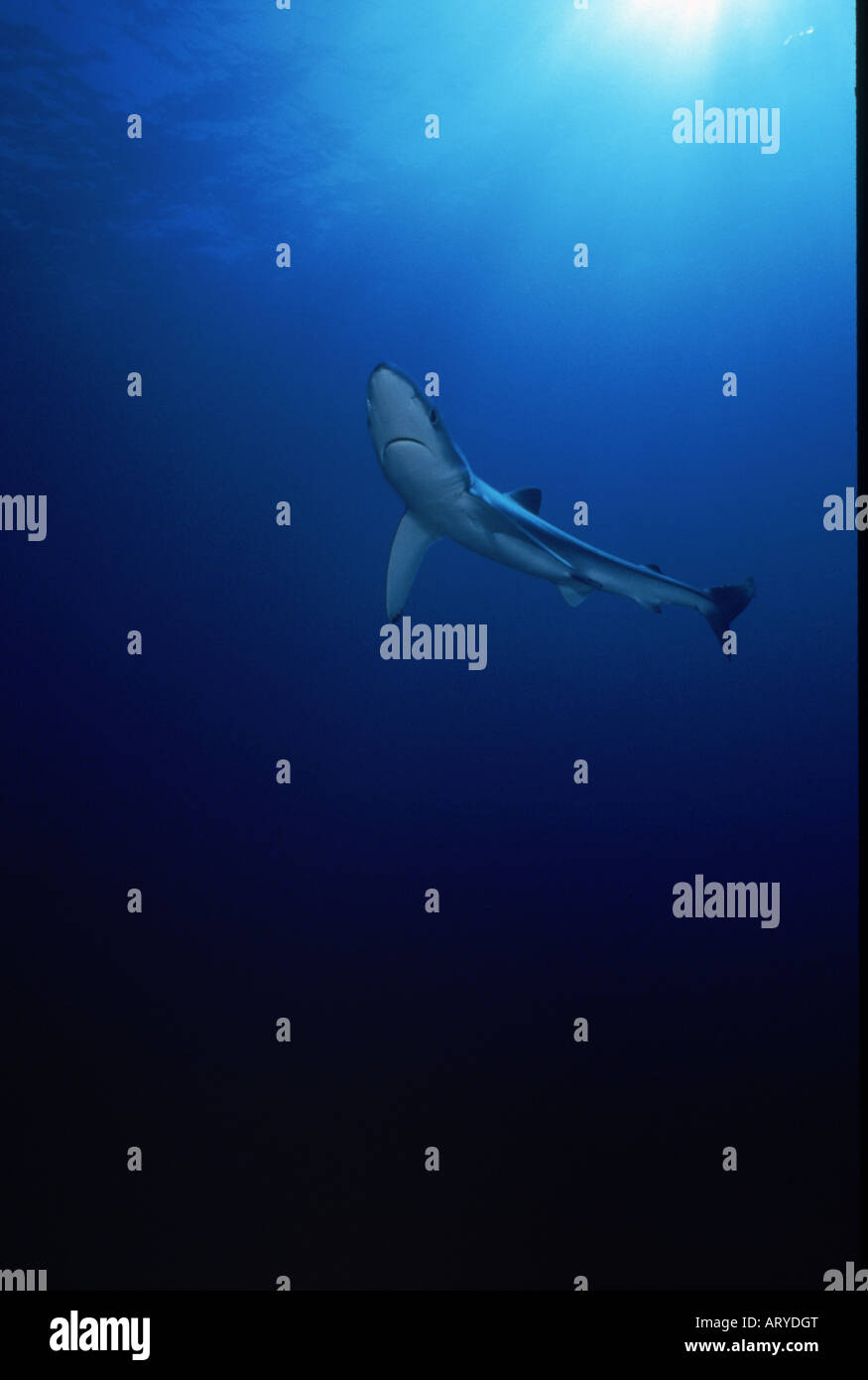 Blue Shark, Prionance glauca Stock Photo - Alamy