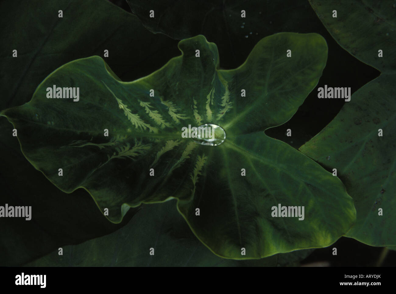 Close up of Kalo/Taro leaf with rainwater Stock Photo - Alamy