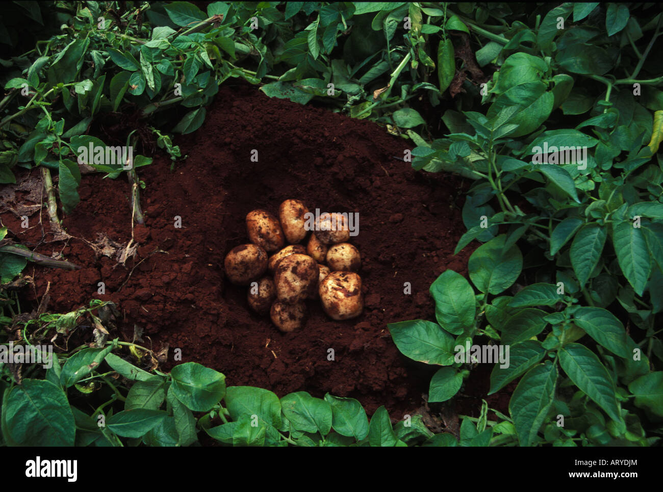 Franco Salmoiraghi High Resolution Stock Photography and Images - Alamy