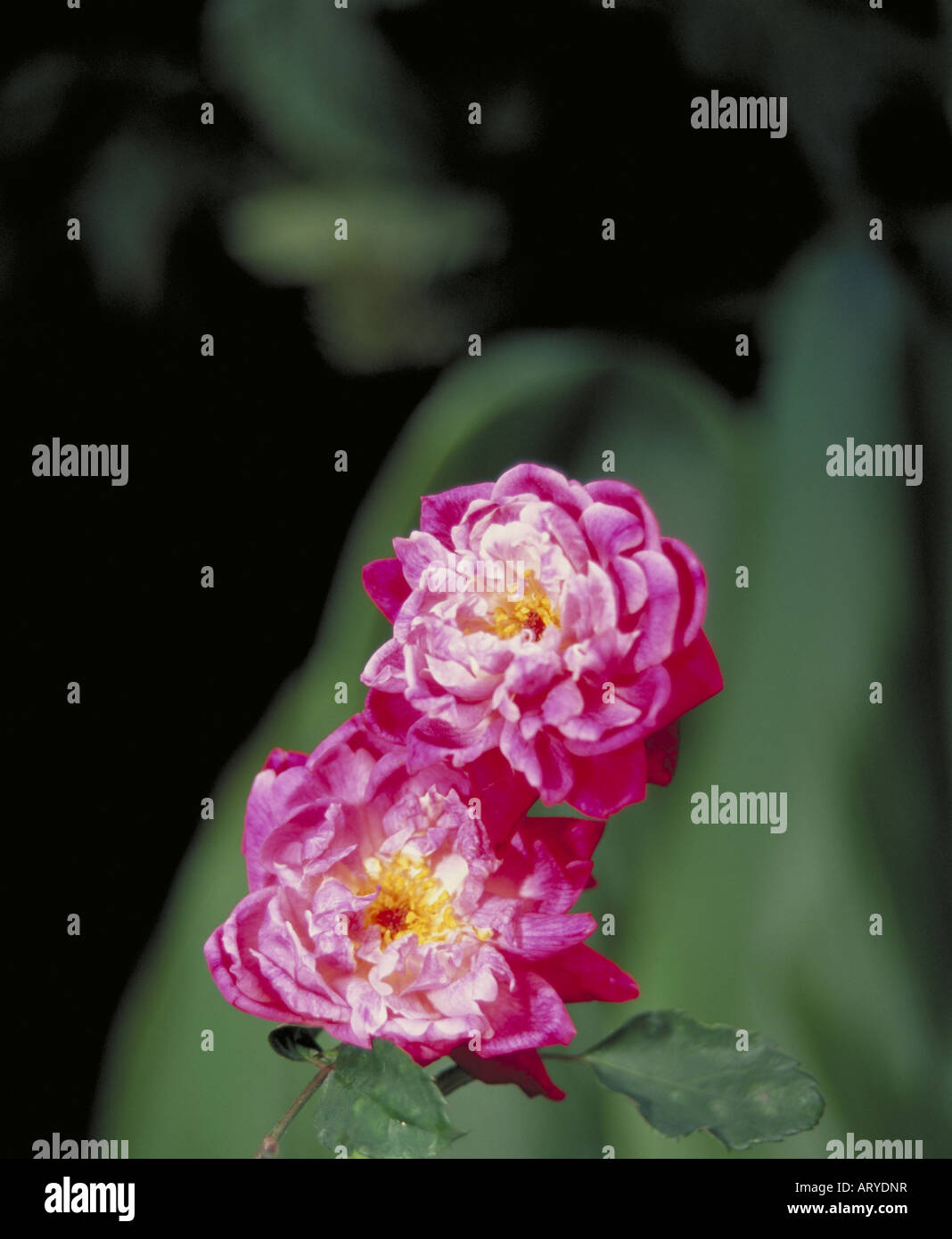 Lokelani flower hi-res stock photography and images - Alamy