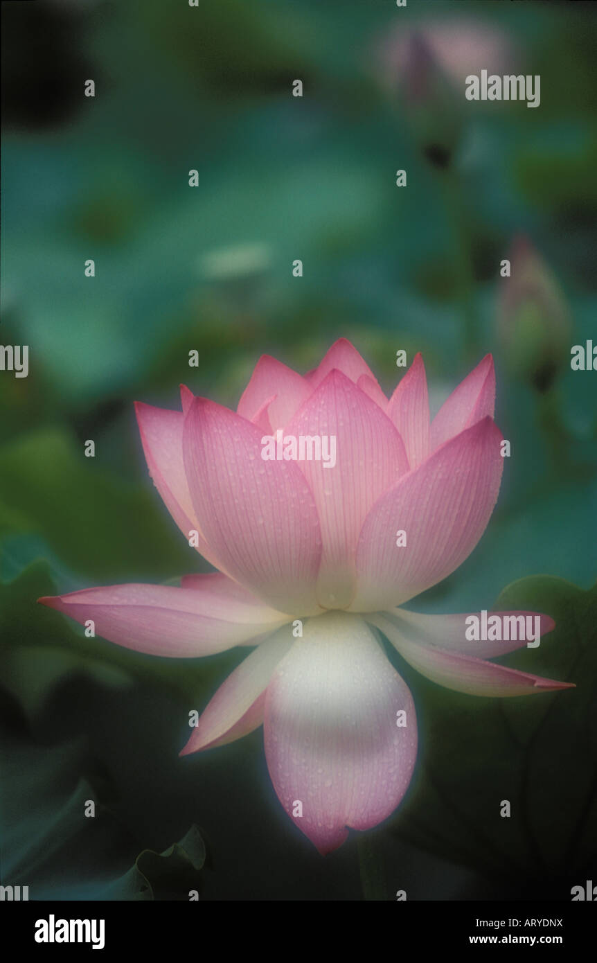 Lotus flower in bloom Stock Photo - Alamy