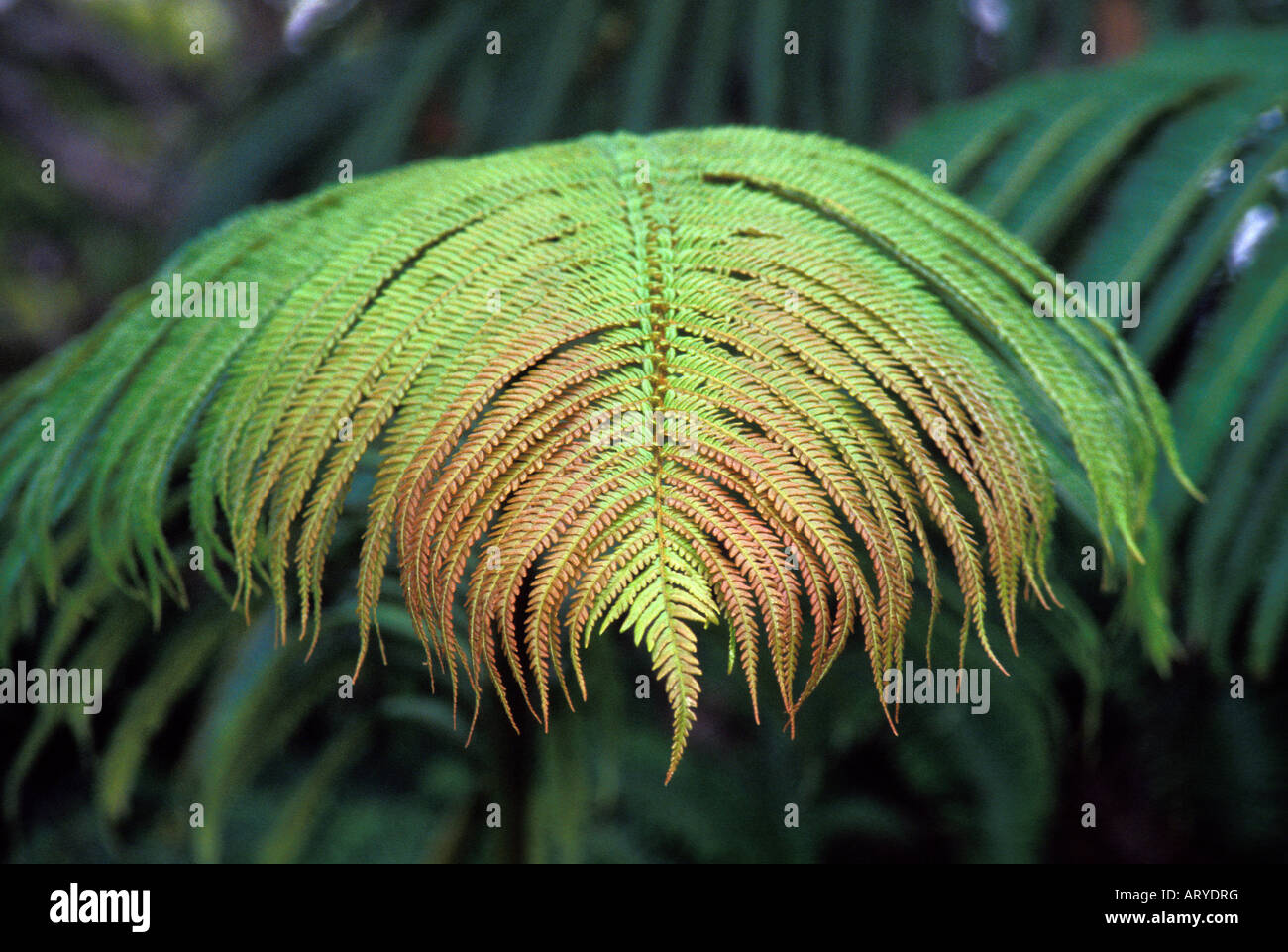 Amau fern, native plant Stock Photo - Alamy