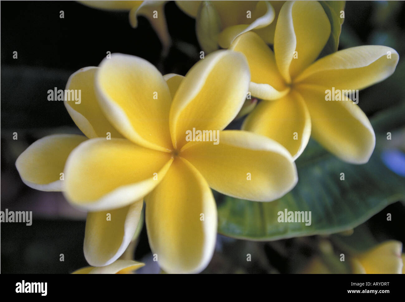Native Frangipani High Resolution Stock Photography and Images - Alamy