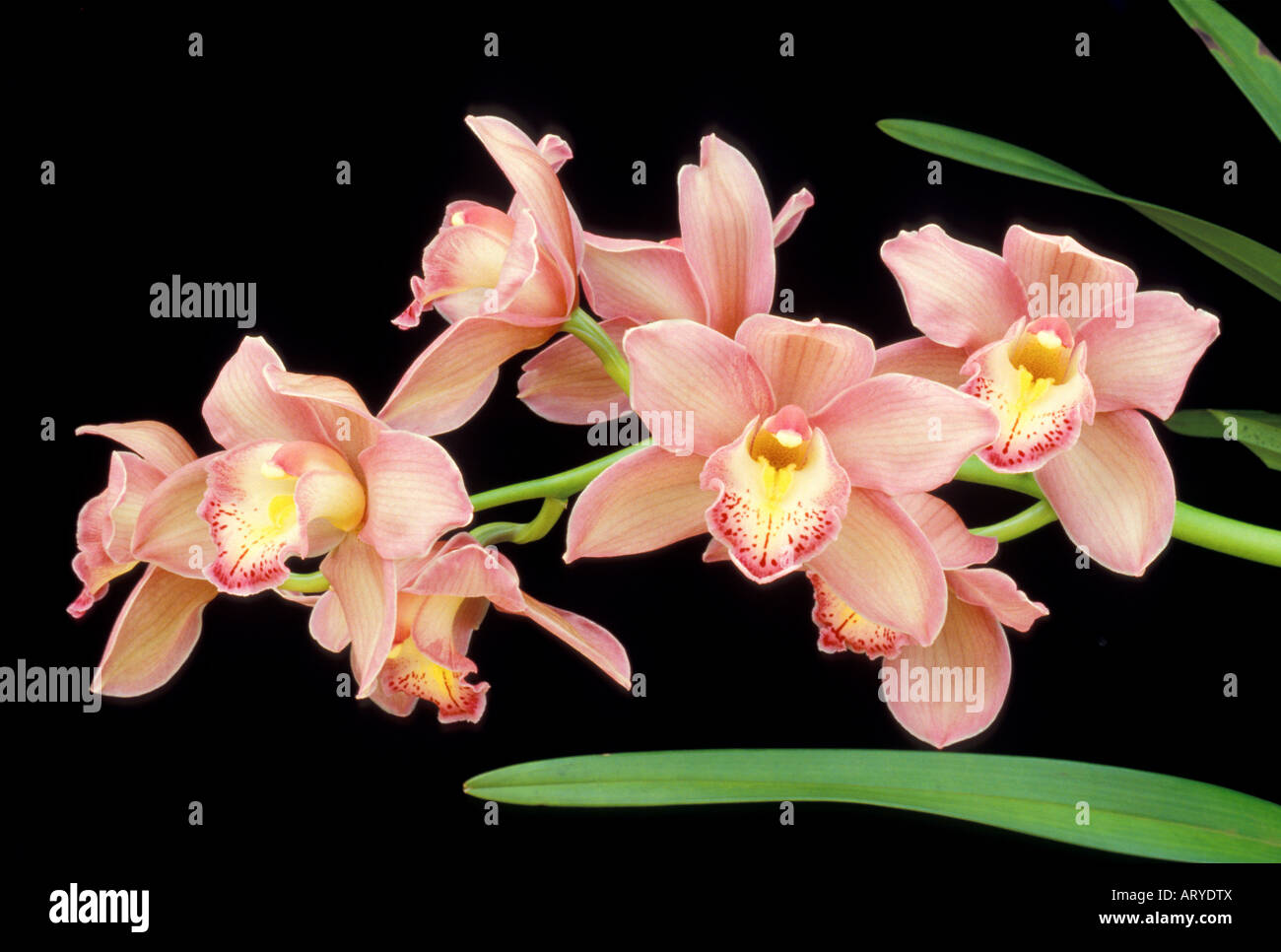 Pink cymbidium orchids Stock Photo - Alamy