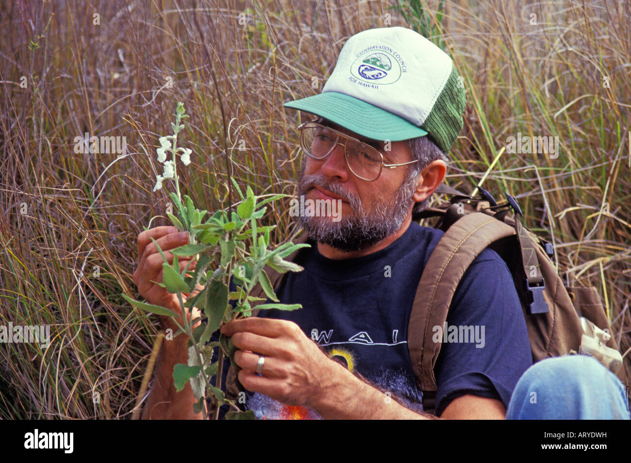Biologist examining endangered mint plant, native to the Hawaiian ...