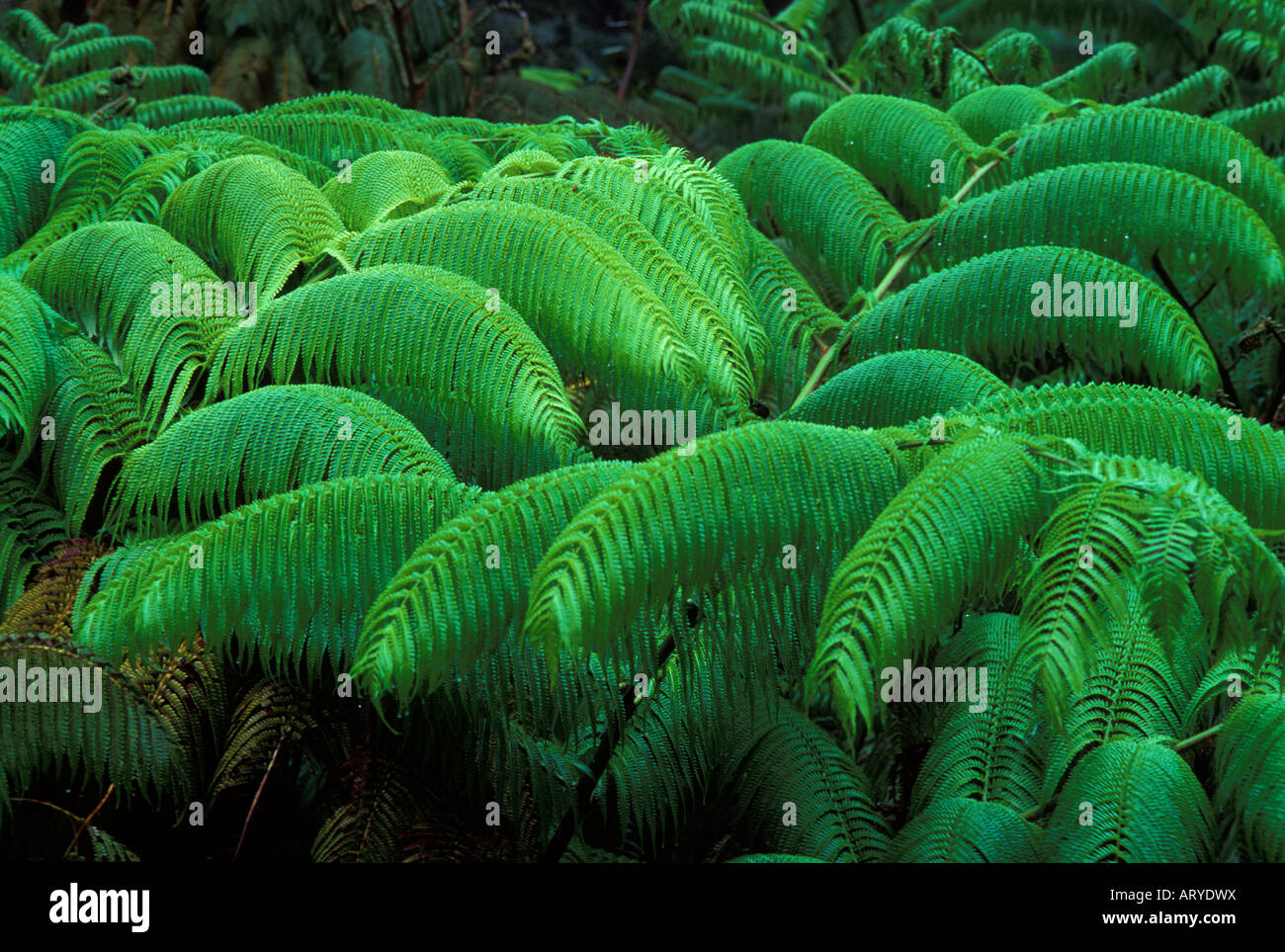 Fern and ohia forest in Hawaii Volcanoes National Park, Big Island ...