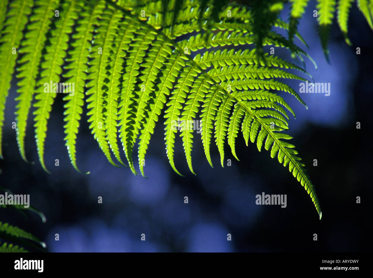 Hapuu fern hi-res stock photography and images - Alamy