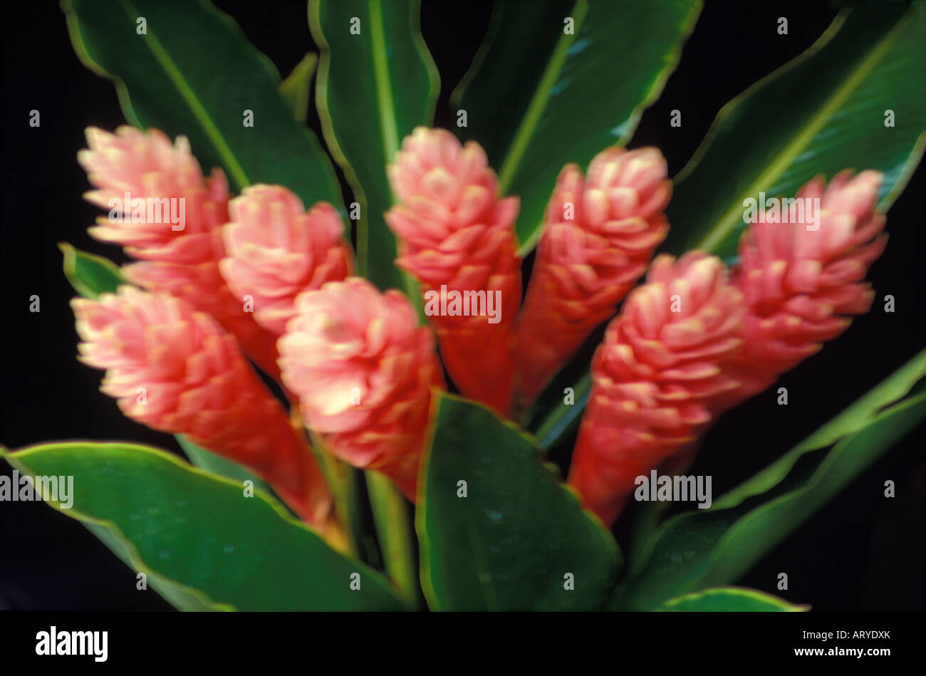 Pink torch ginger (alpina pururata Stock Photo - Alamy