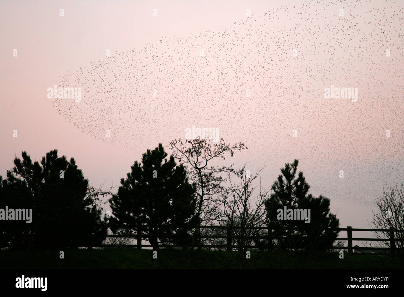 Tree various birds hi-res stock photography and images - Alamy