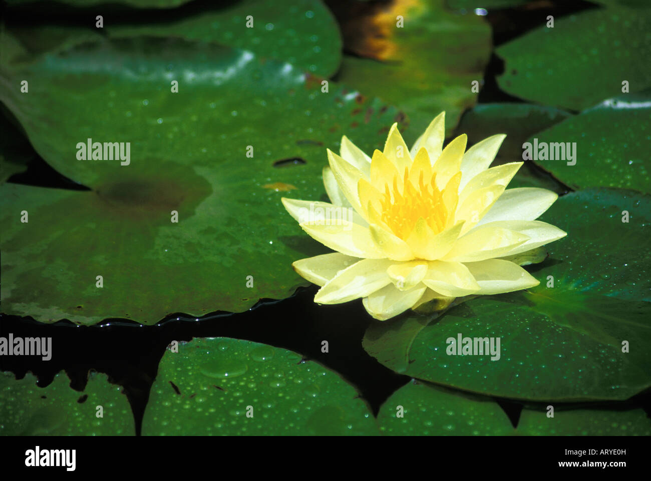 Yellow water lily flower Stock Photo - Alamy