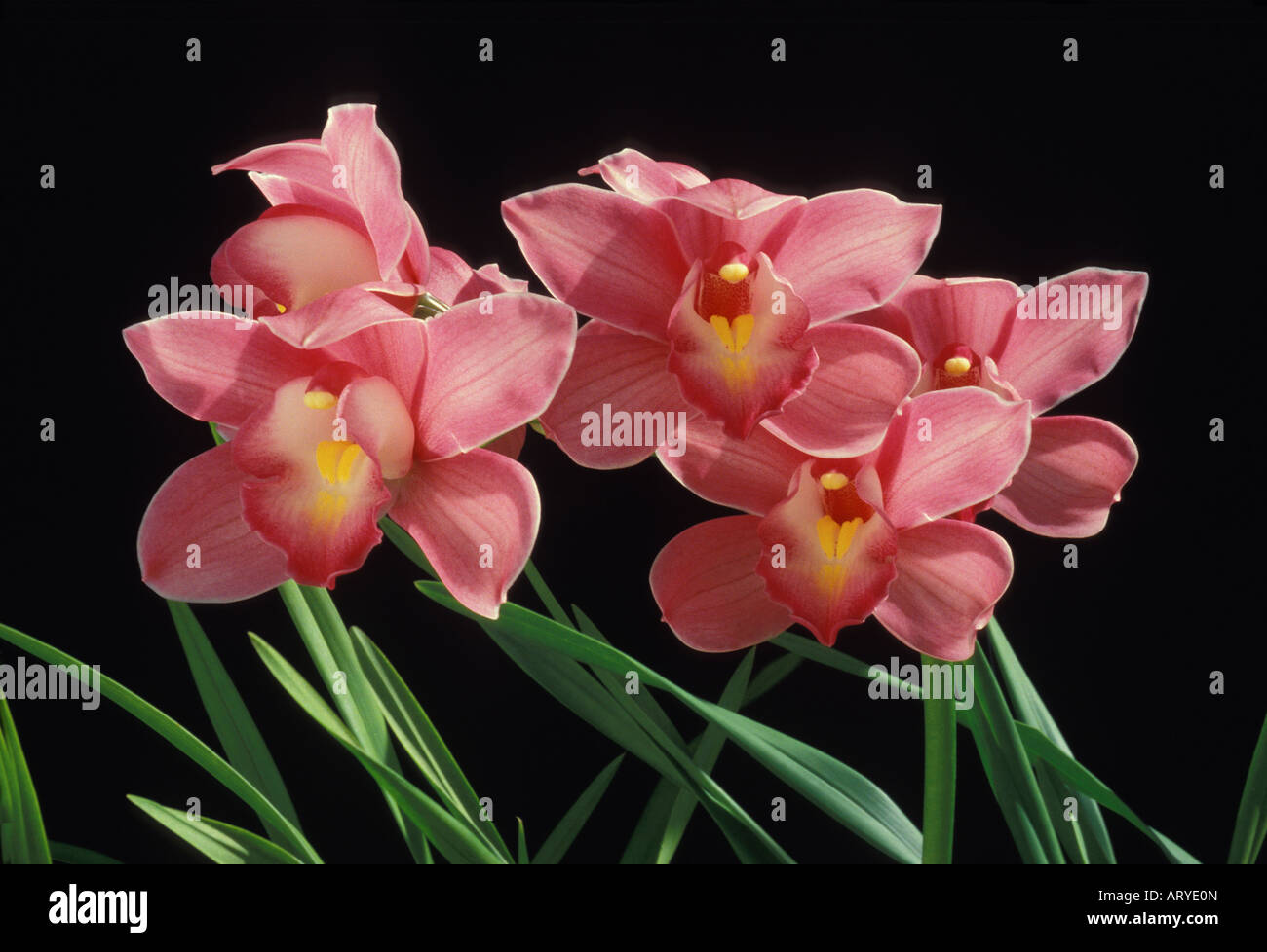 Pink cymbidium orchids Stock Photo - Alamy