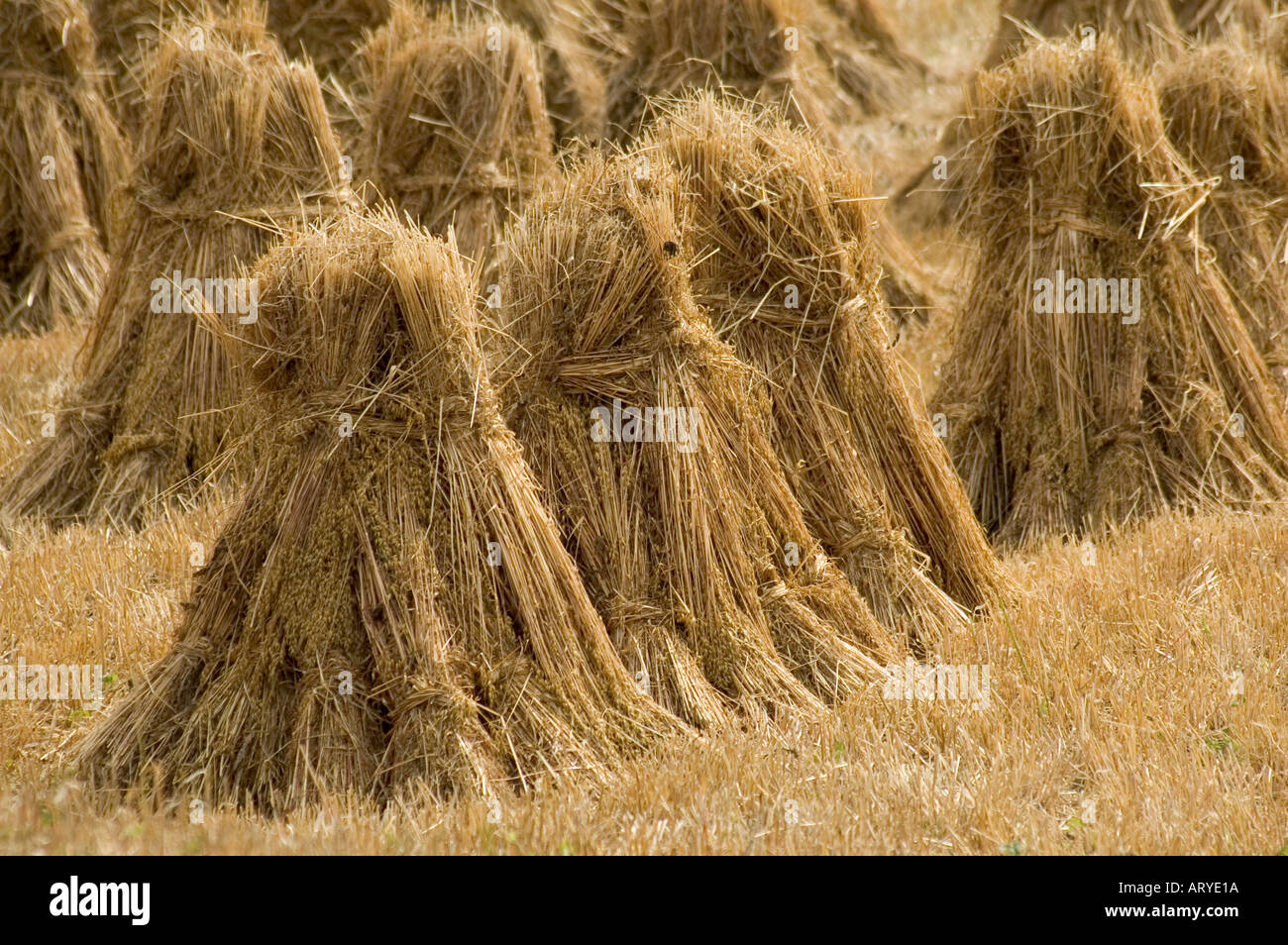 Corn stooks hi-res stock photography and images - Alamy