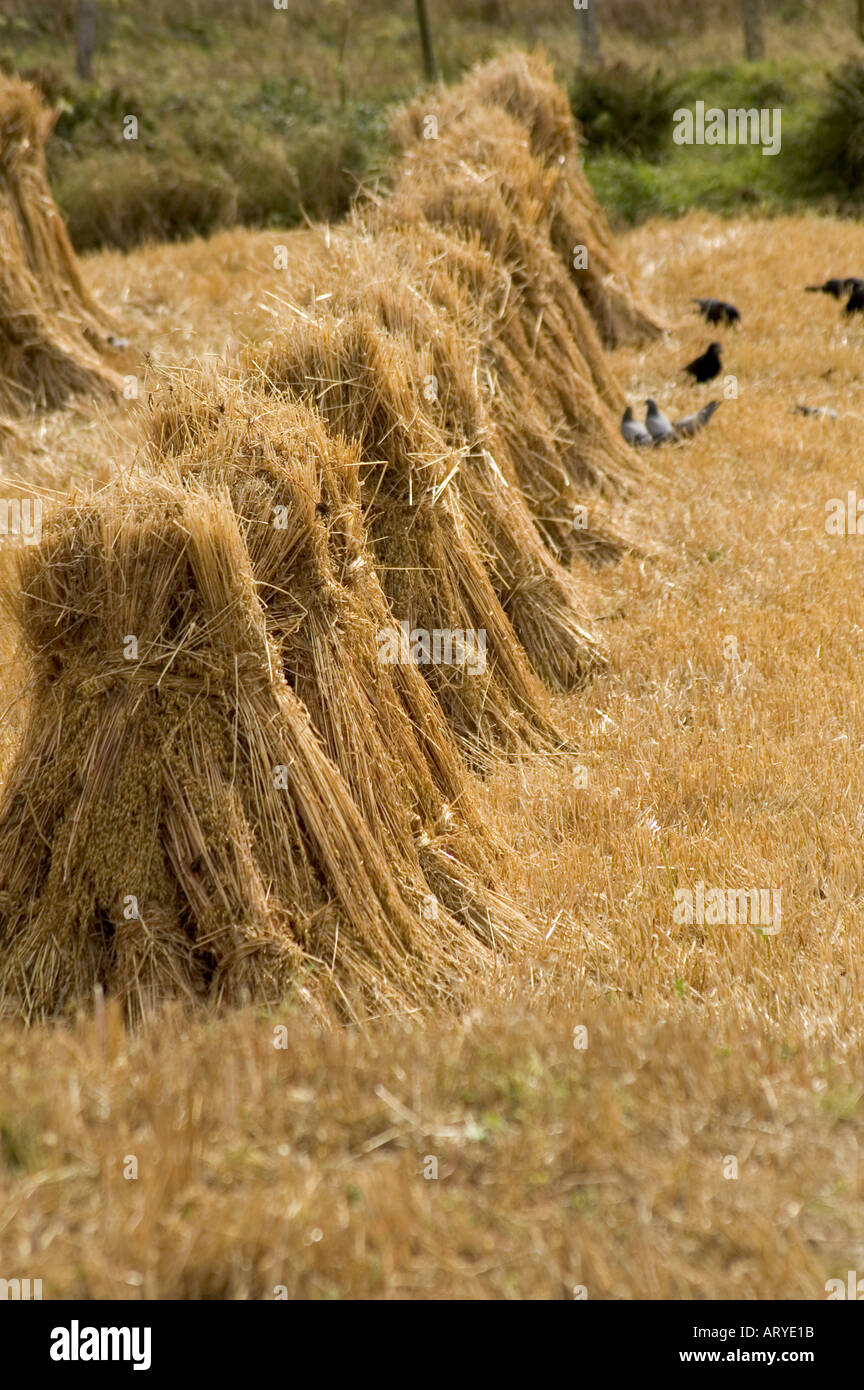 Traditional stooks in a field Stock Photo - Alamy