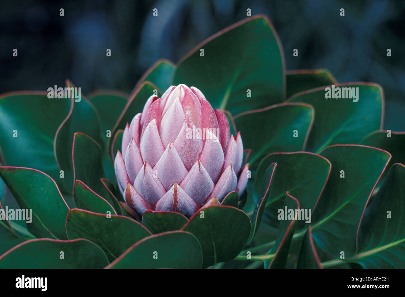 Protea flower, Kula, Maui Stock Photo - Alamy