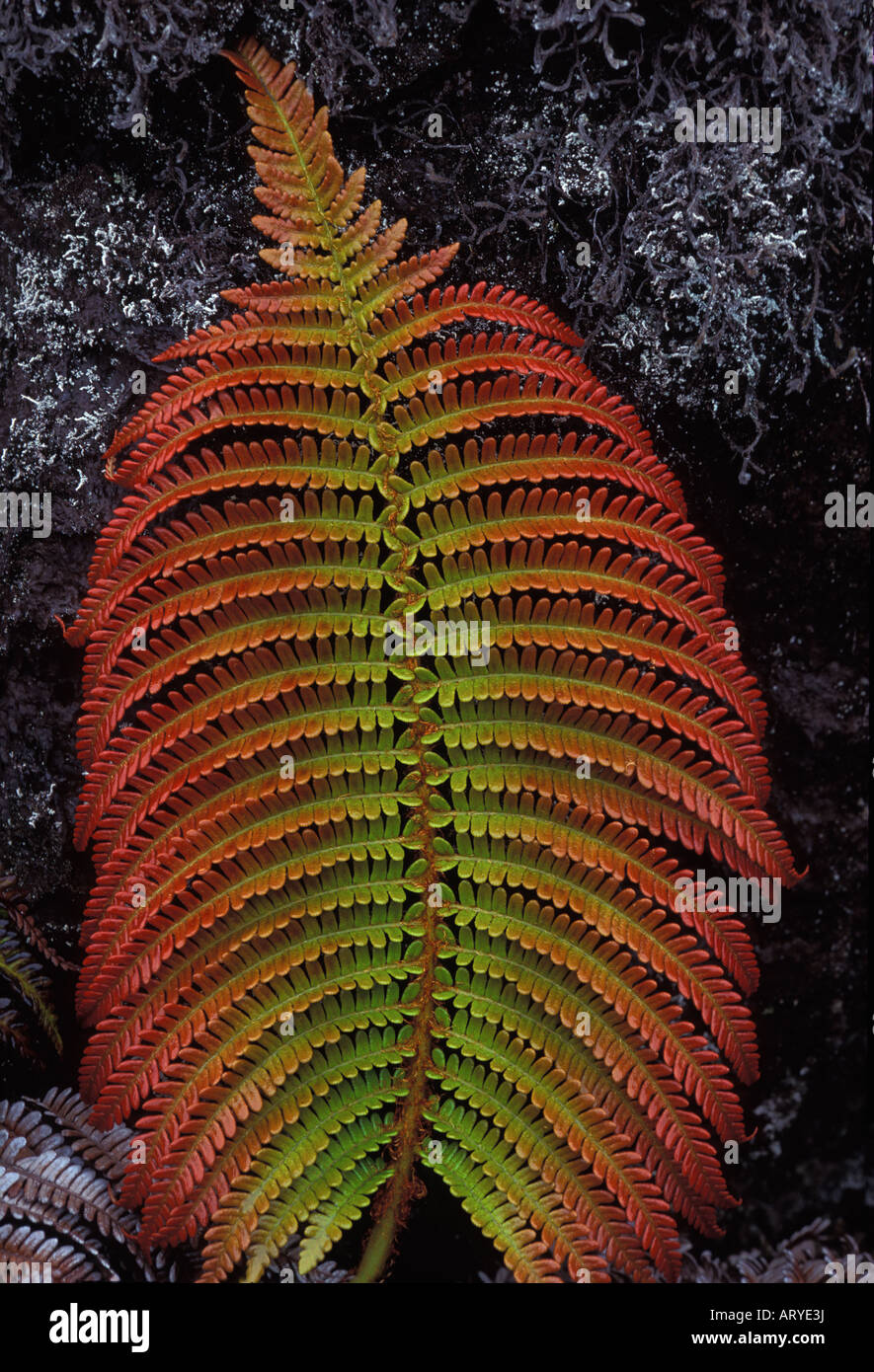 Amuu fern (sadleria), Big Island Stock Photo - Alamy