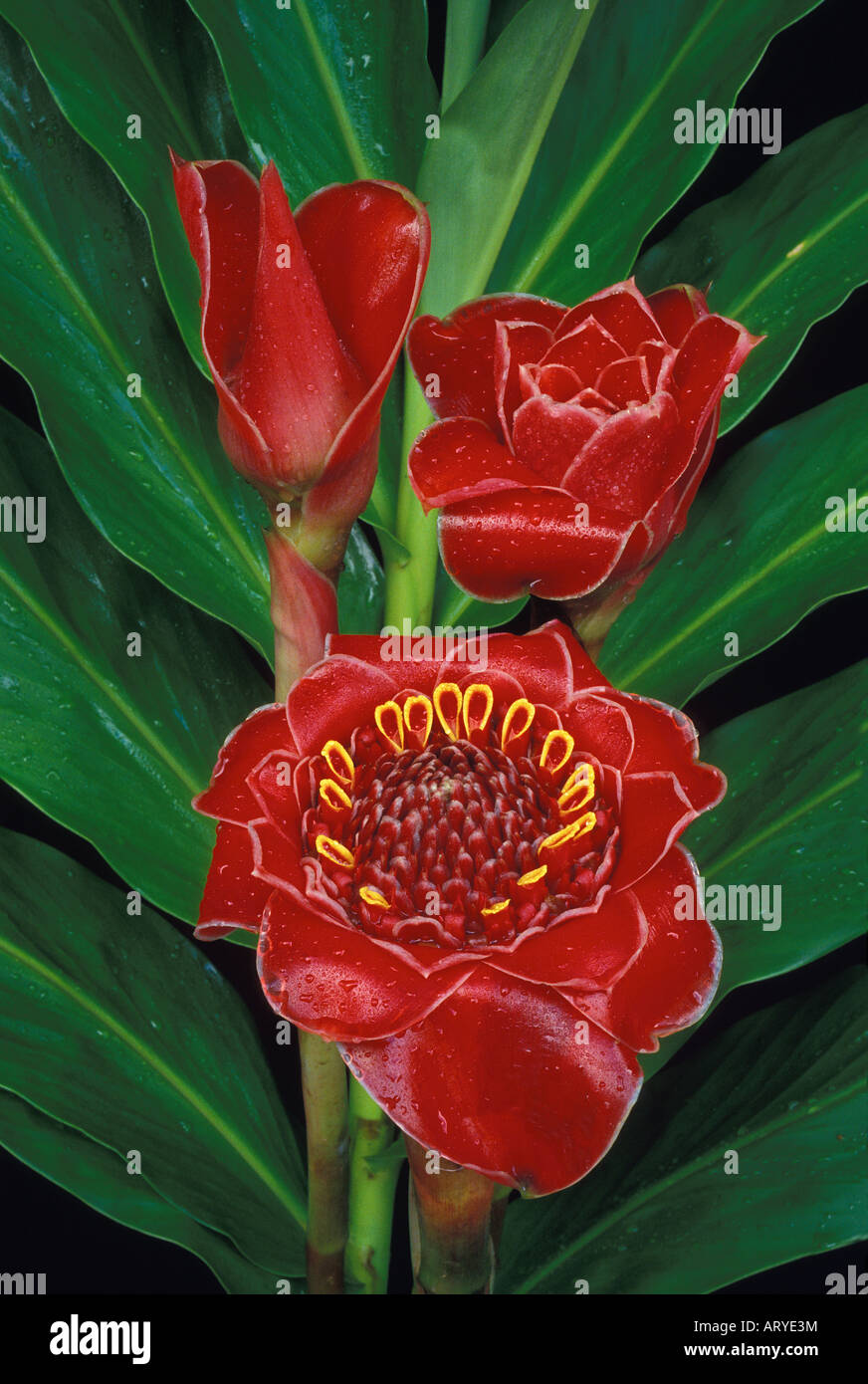 Red tulip torch ginger (nicolaia hemisphaerica Stock Photo - Alamy