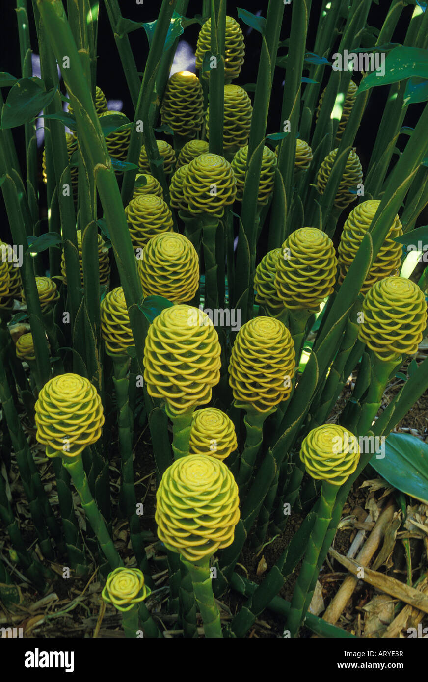 Golden beehive ginger (zingiber spectabile Stock Photo - Alamy