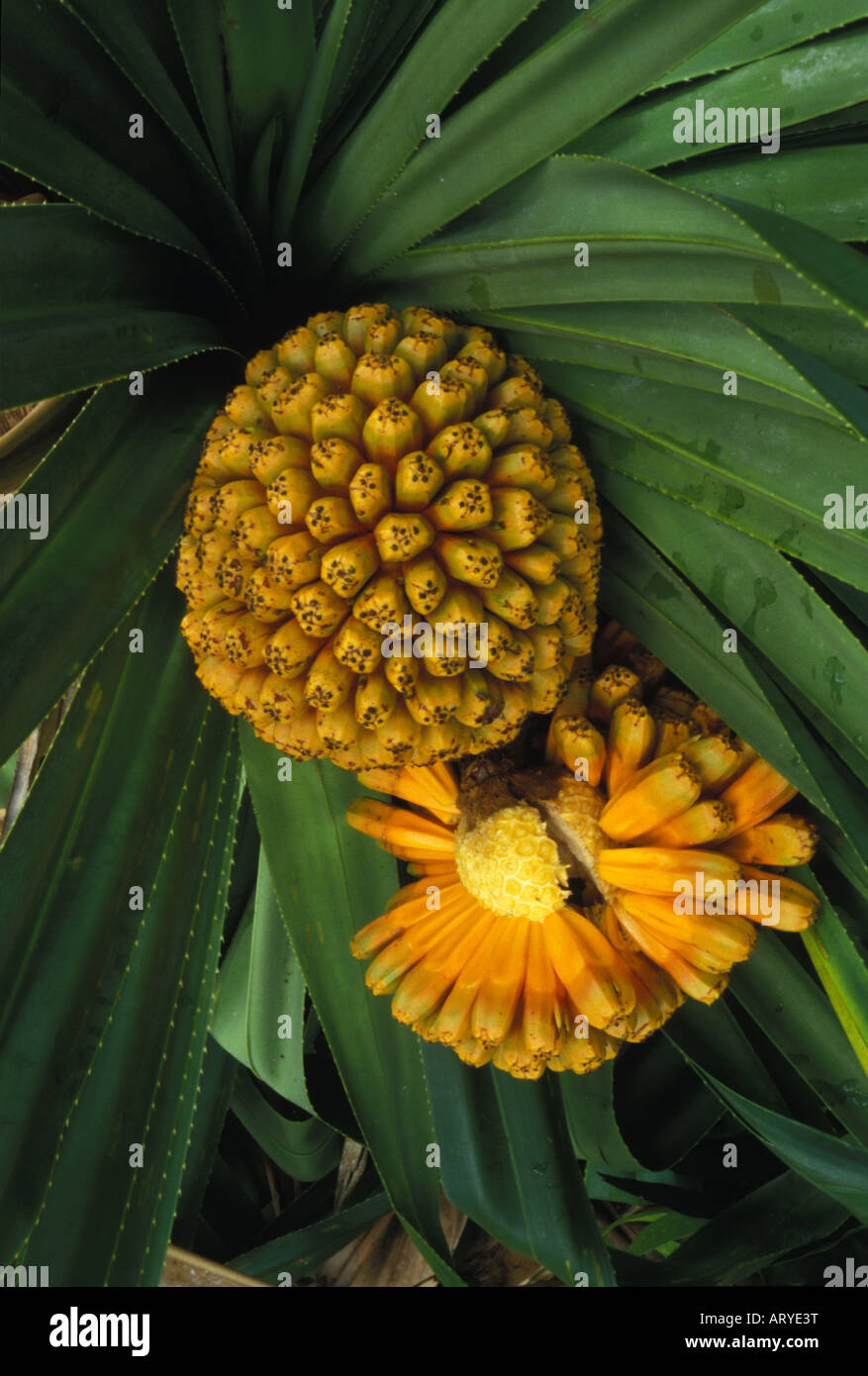 Hala fruit, "false pineapple" (pandanus odoratissimus Stock Photo - Alamy