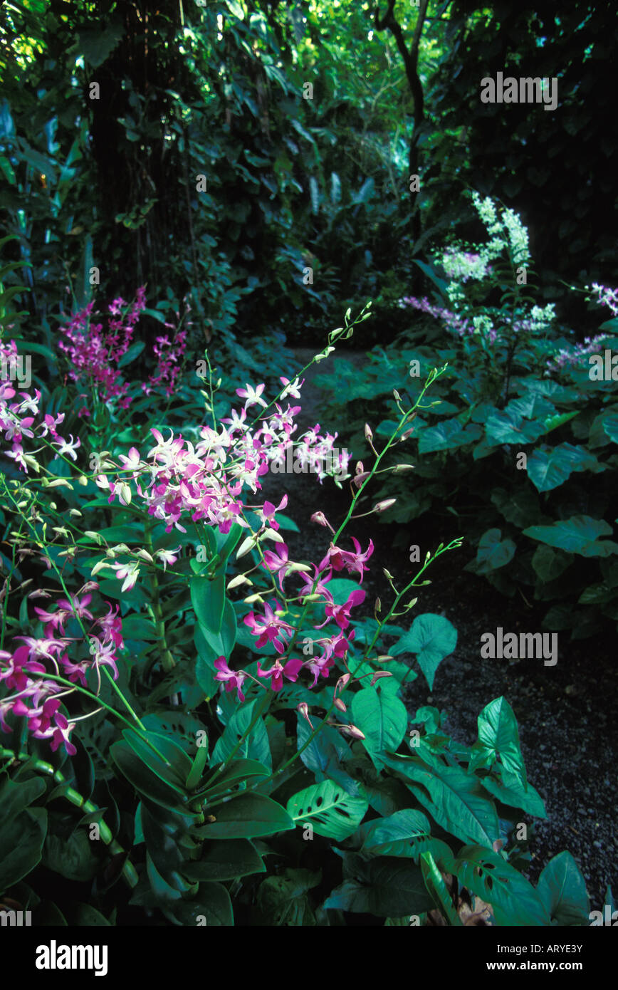 Orchid plants, Tropical Botanical Gardens, Hilo, Hawaii Stock Photo - Alamy