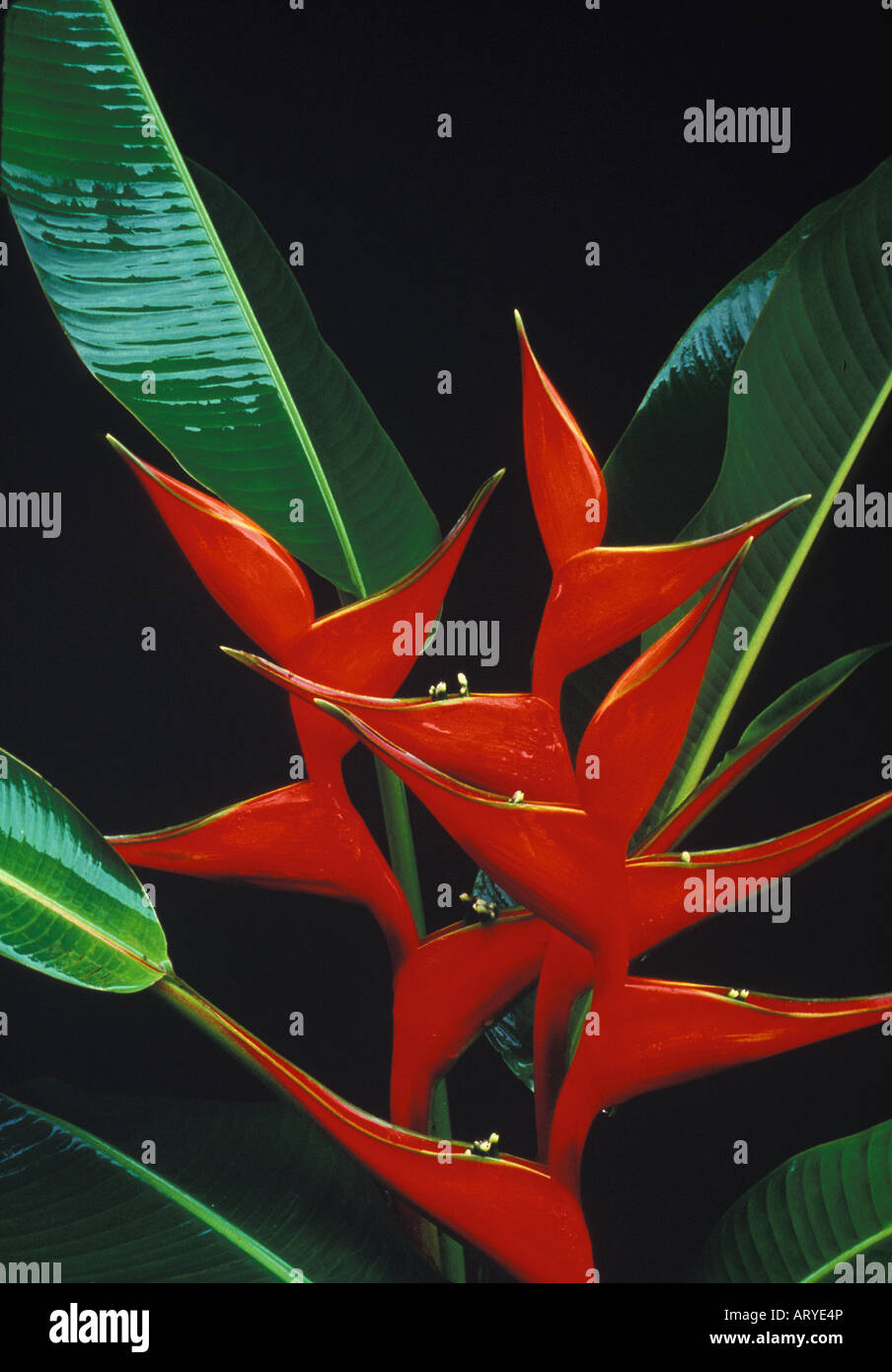 Firebird heleconia (stricta cv Stock Photo - Alamy