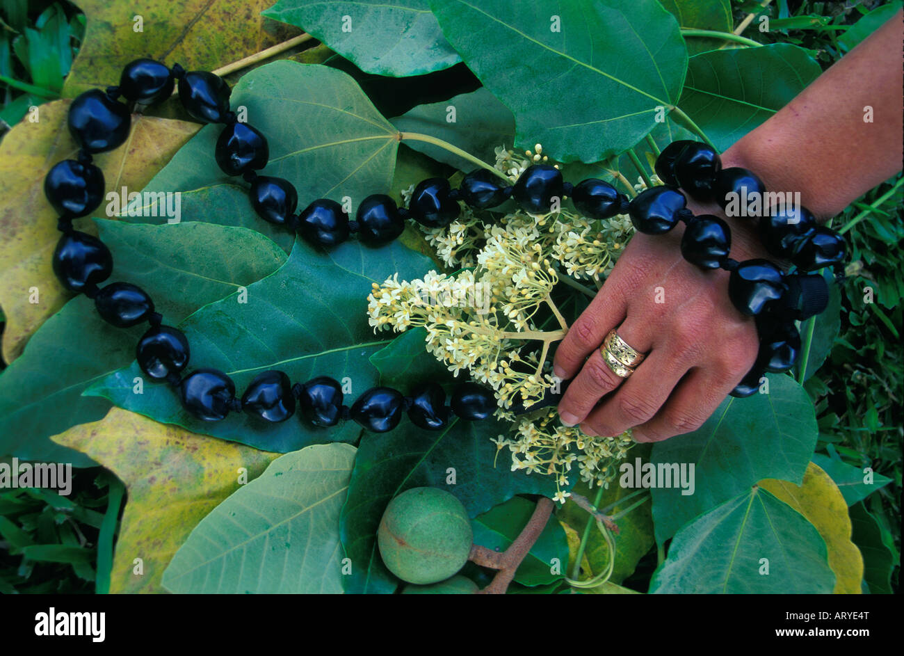 Kukui nut lei with leaves, fruit and blossoms Stock Photo - Alamy