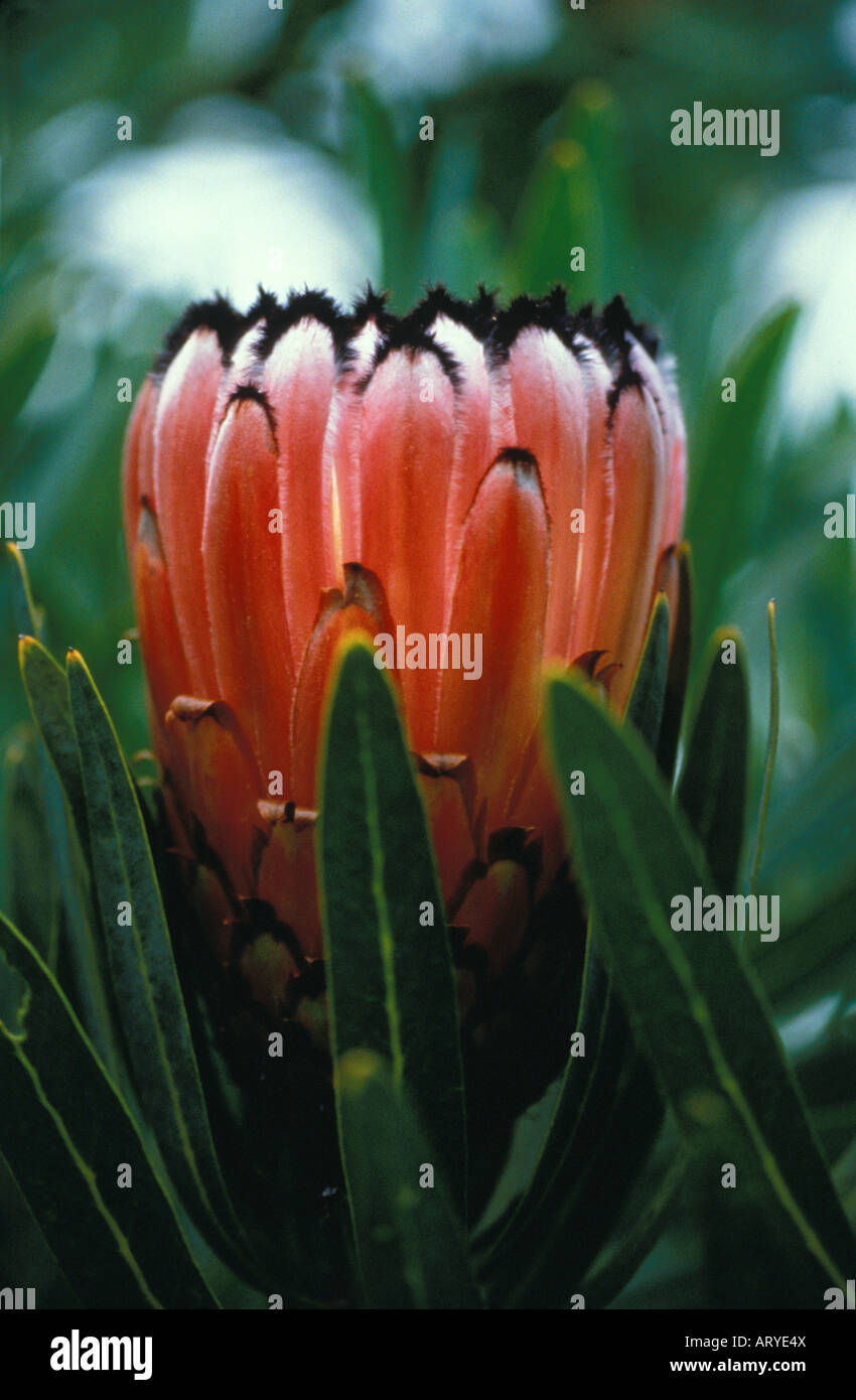 Pink Mink protea Stock Photo - Alamy