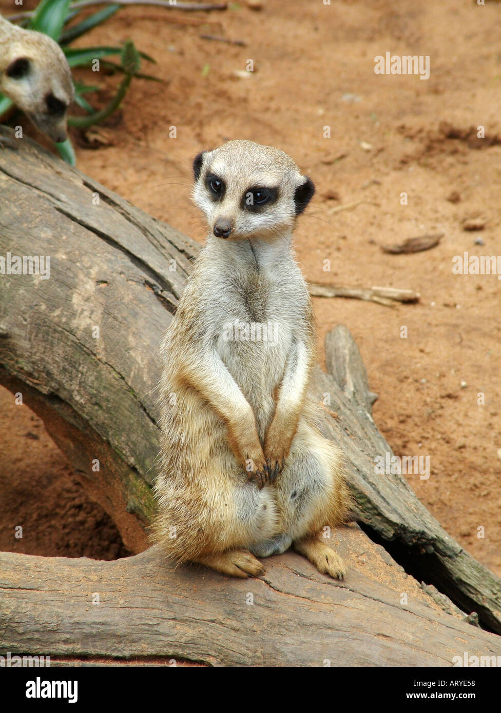 Meer Cat at attention Stock Photo - Alamy