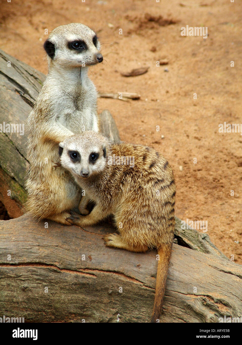 Pair of Meer Cats Stock Photo - Alamy