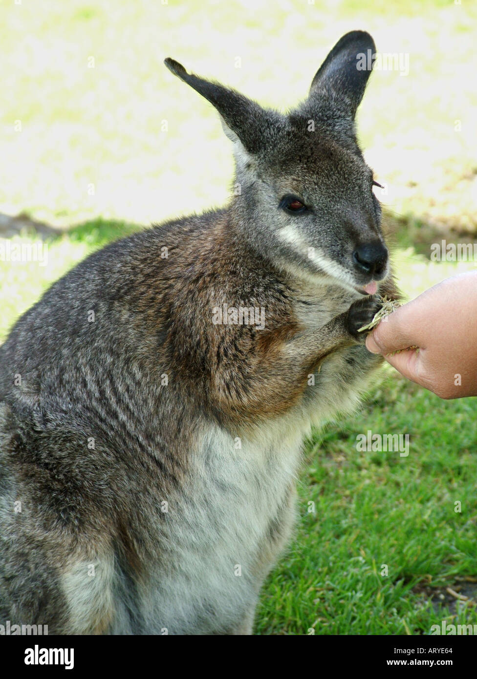 Hand feeding a Wallaby Stock Photo - Alamy